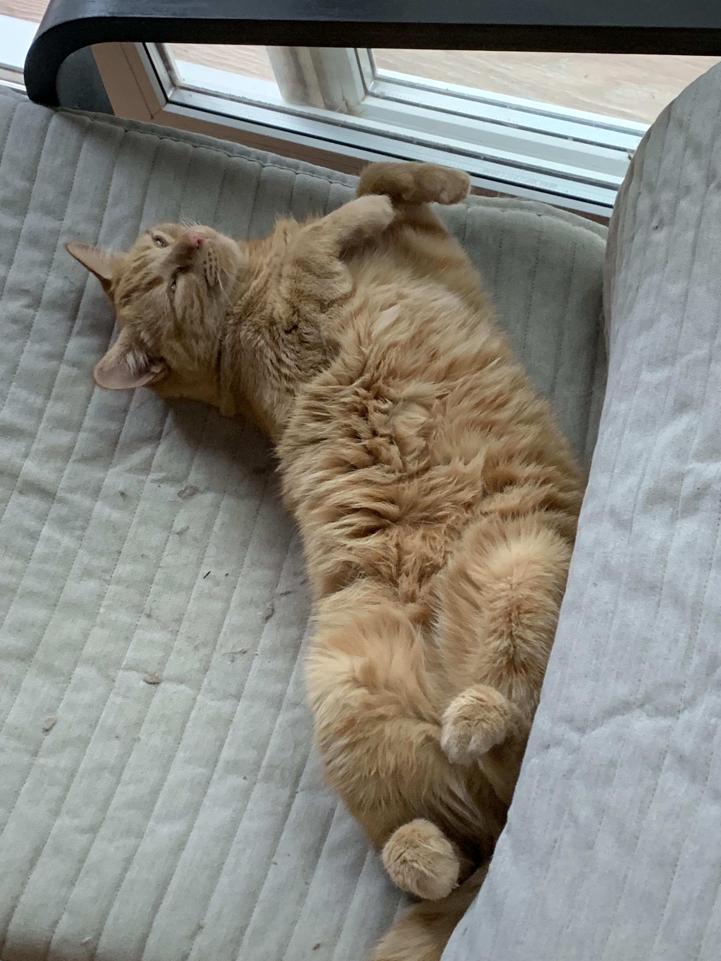 Super relaxed mode activated | Scrolller