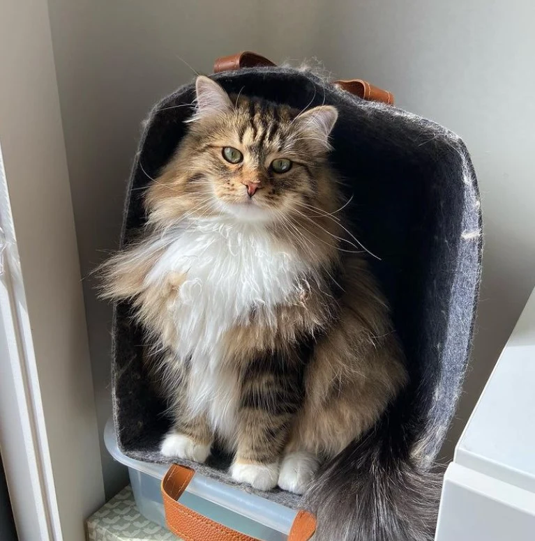 Welcome to my meow cave | Scrolller