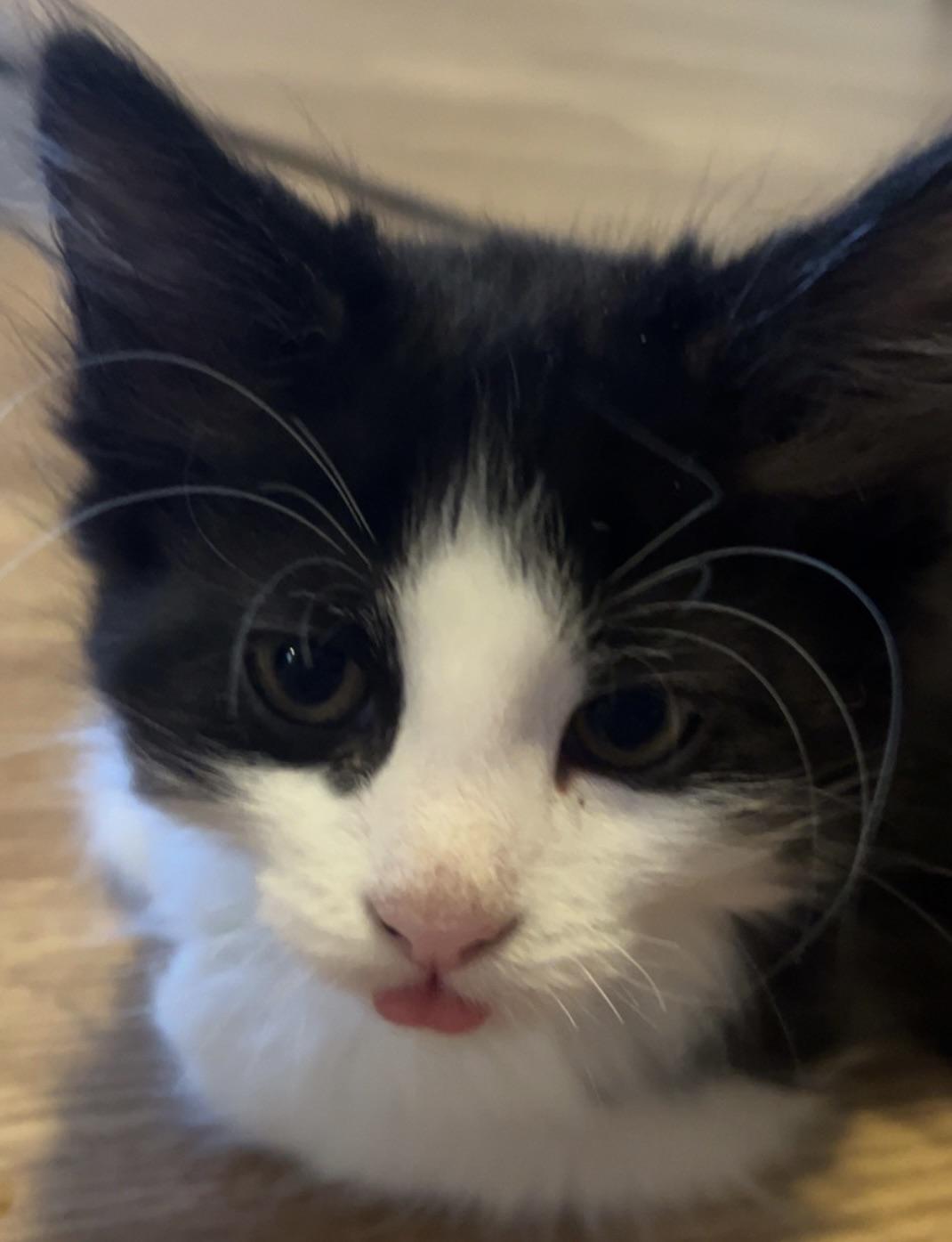 Pepe does a blep AND a loaf | Scrolller