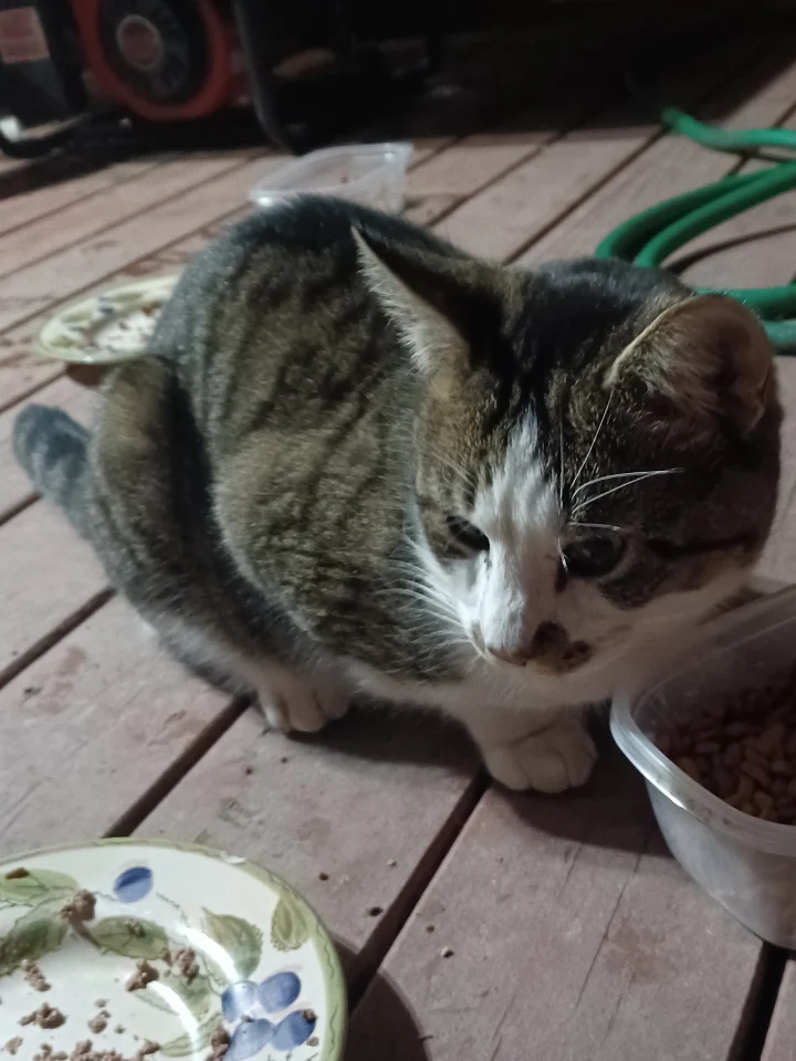 Handsome tabby | Scrolller