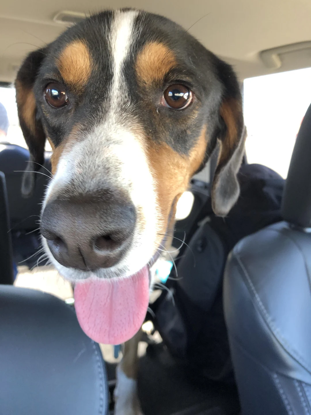 Meet Otis! | Scrolller