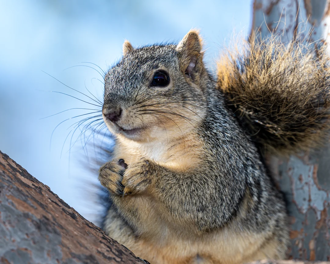 Discover more like Squirrels: Squirrel and Related Content | Scrolller
