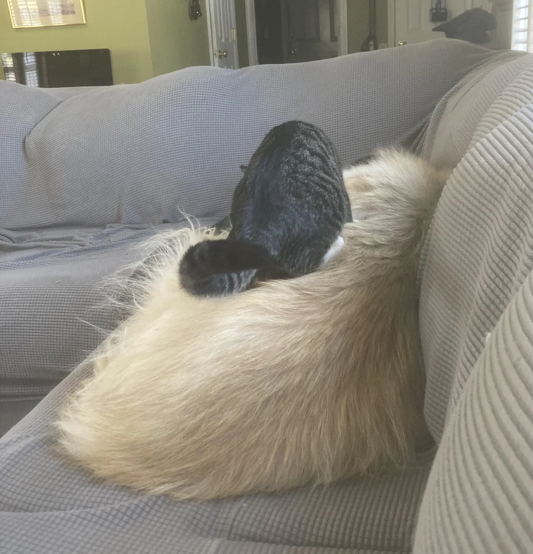 followup of my ferocious monster beast and the tiny kitten | Scrolller