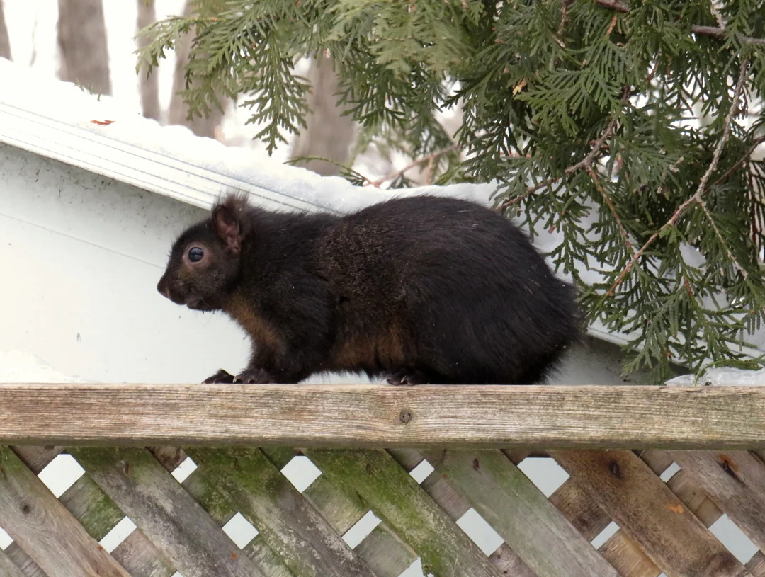 Mr. Wiggles on my fence, he's doing well. | Scrolller