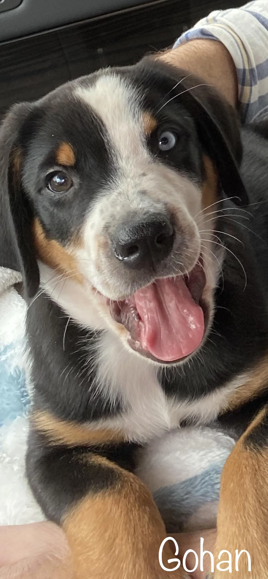 Our Newest Family Member | Scrolller