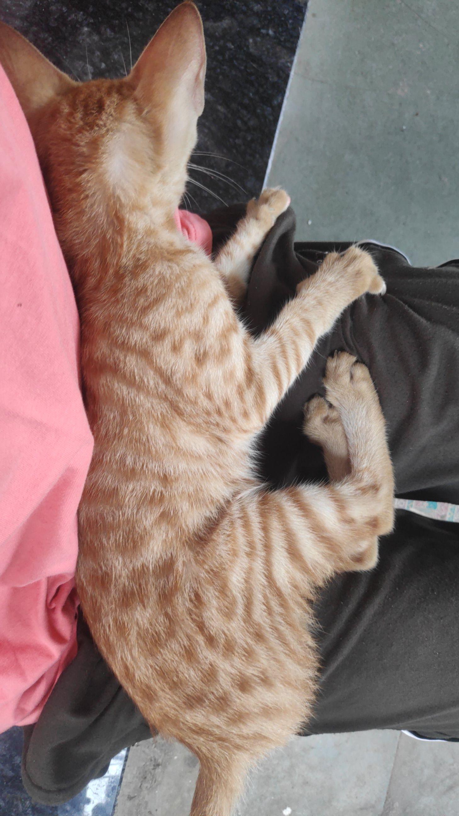 Sleeping | Scrolller