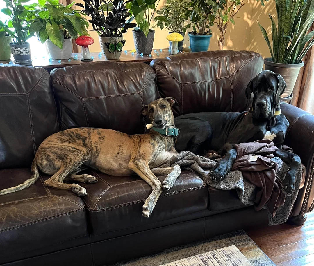 Hank spent the weekend with his Great Dane friend | Scrolller