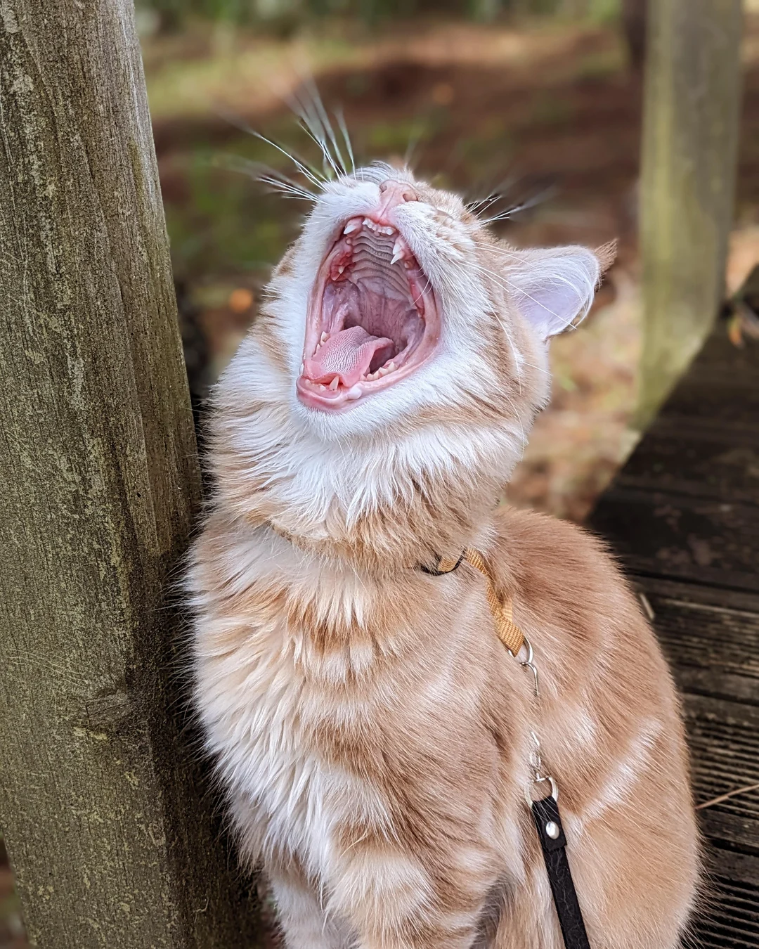 Where are my teeth?? | Scrolller