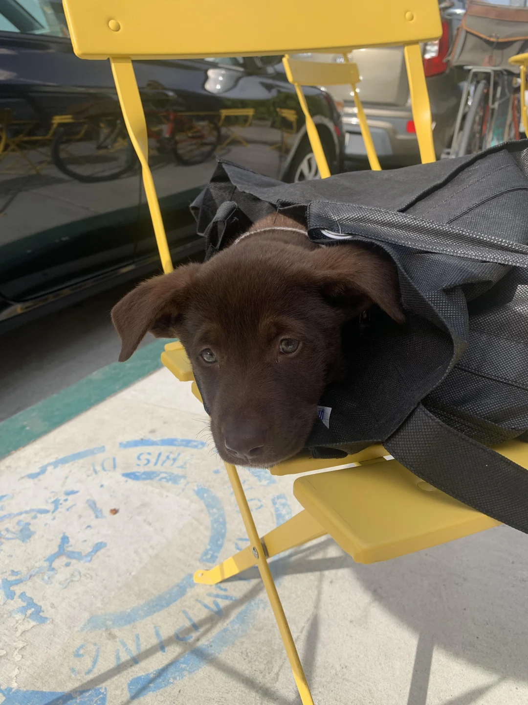 My guy (gsp) | Scrolller