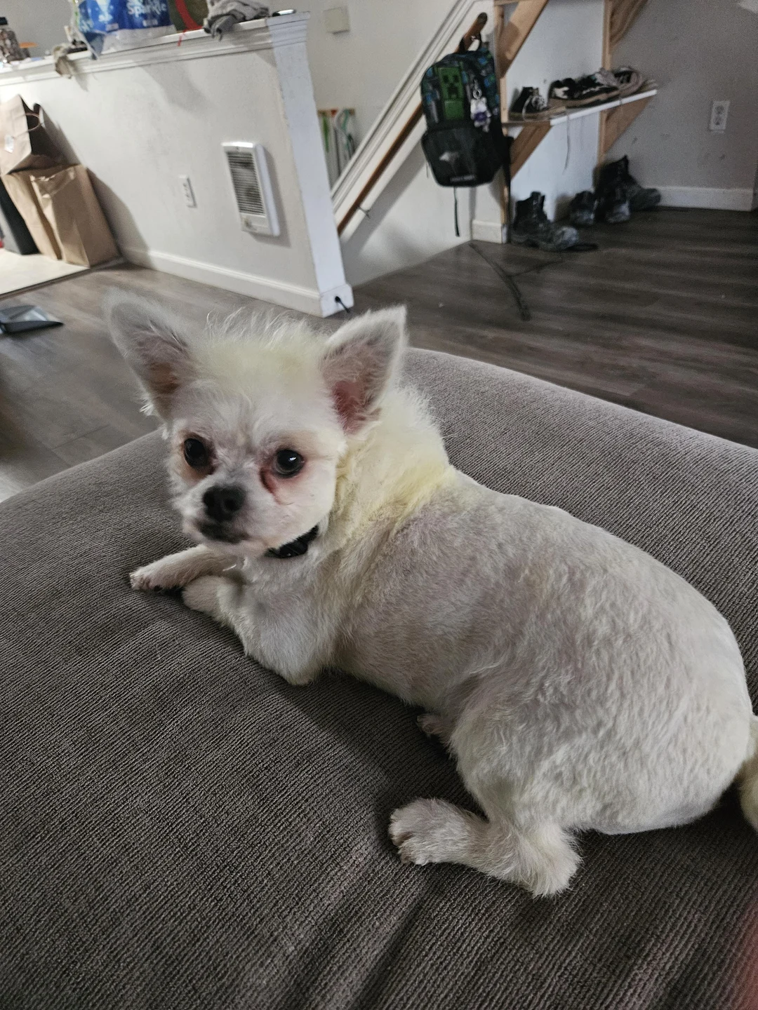 Tiger king | Scrolller