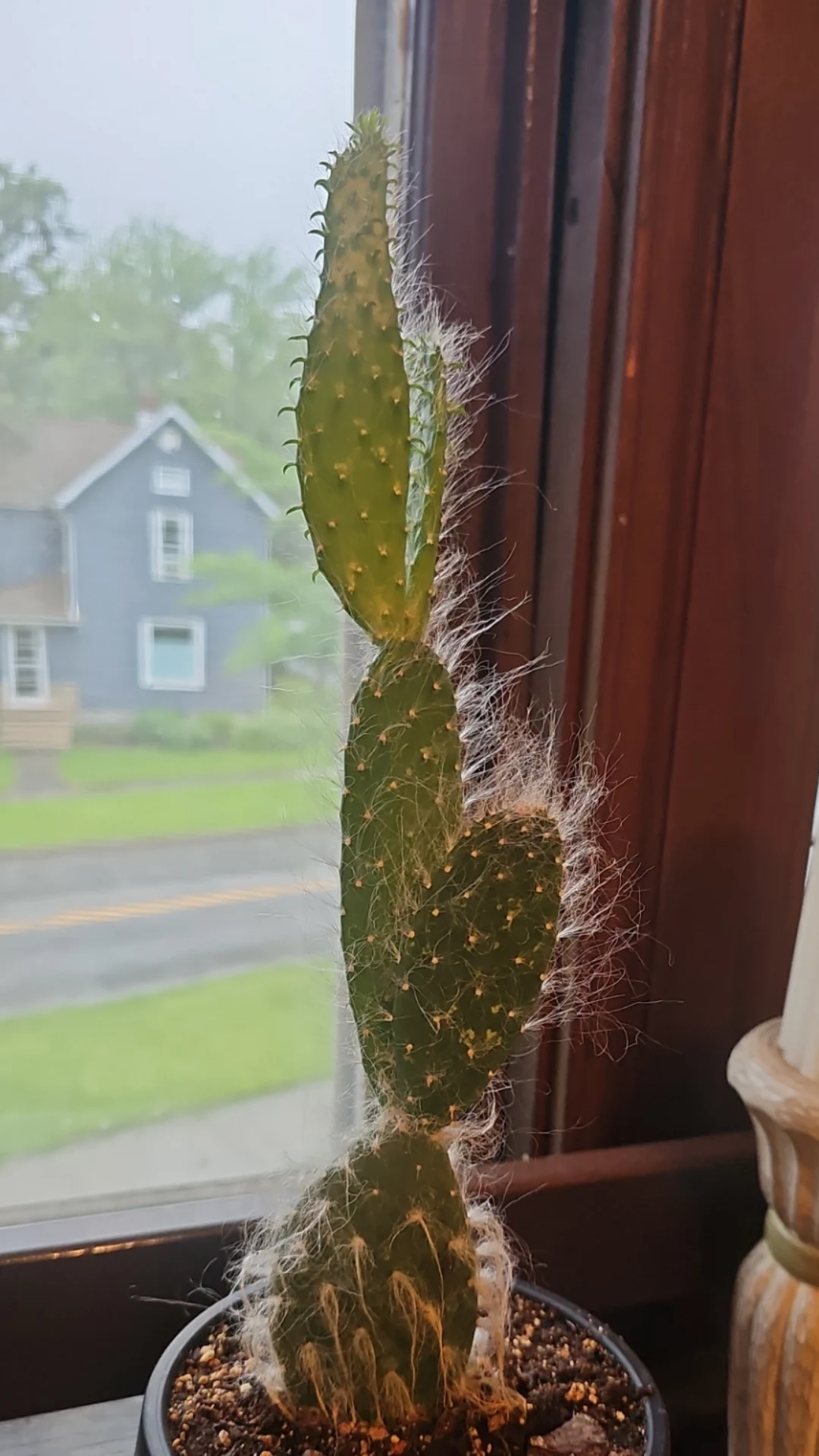 Help identifying | Scrolller