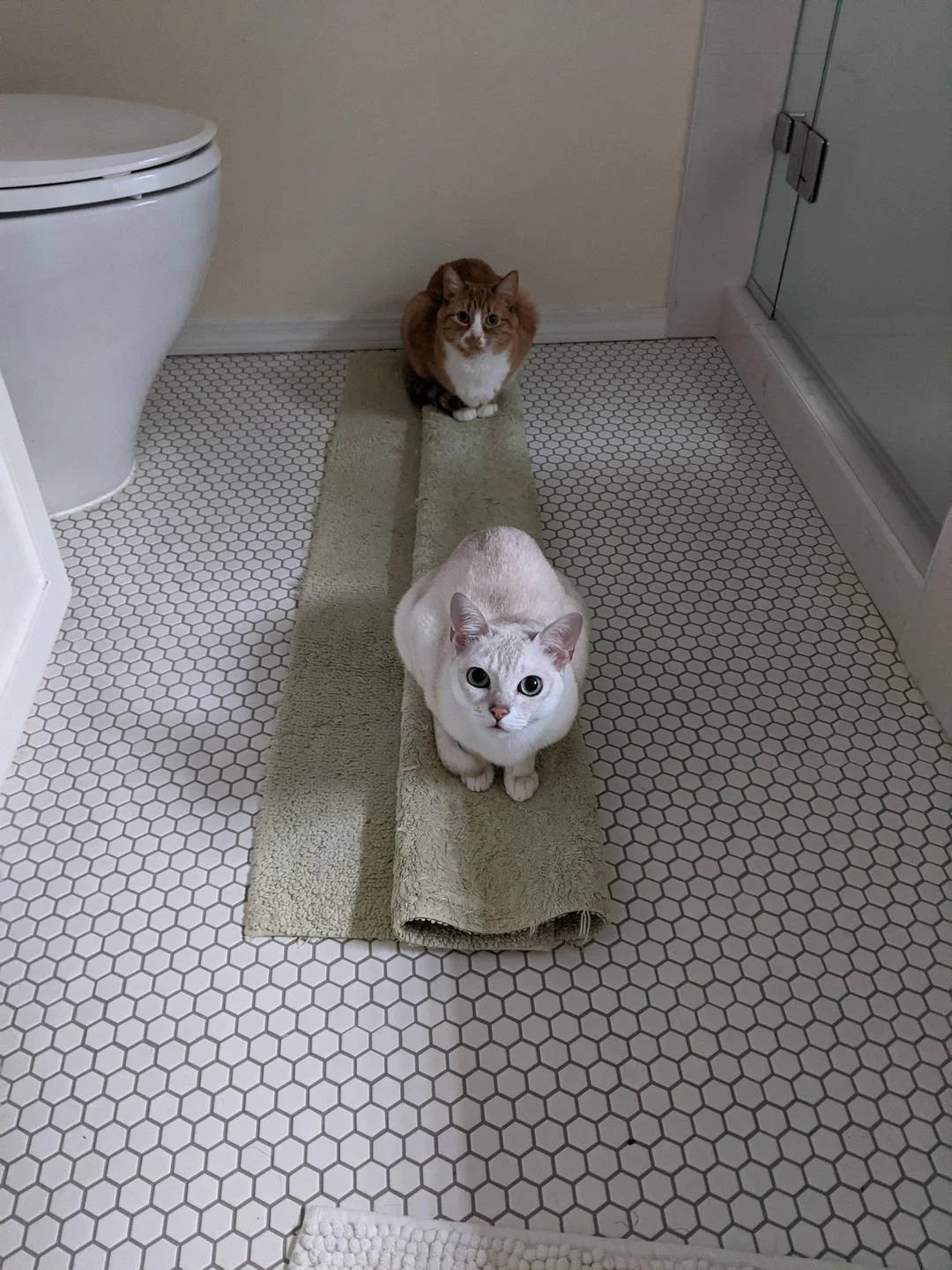 Unintentional Trap is Working | Scrolller