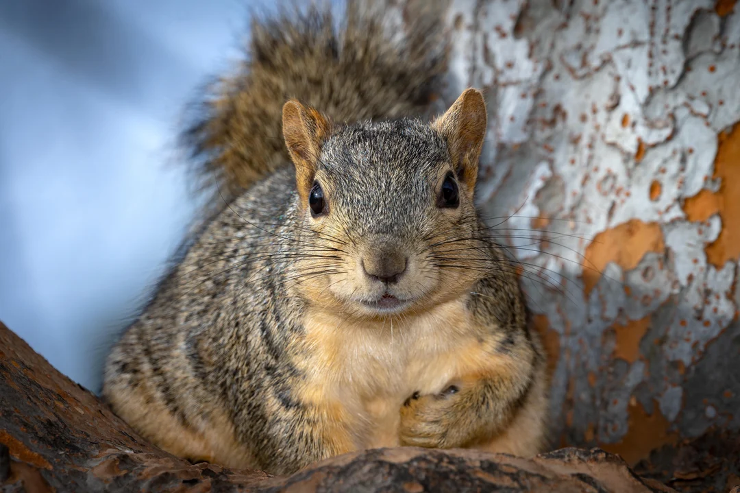 In your face Squirrel | Scrolller