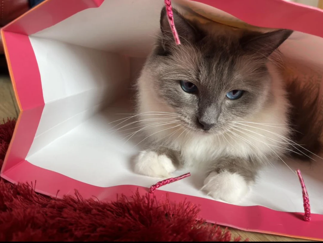 The trap definitely worked… | Scrolller