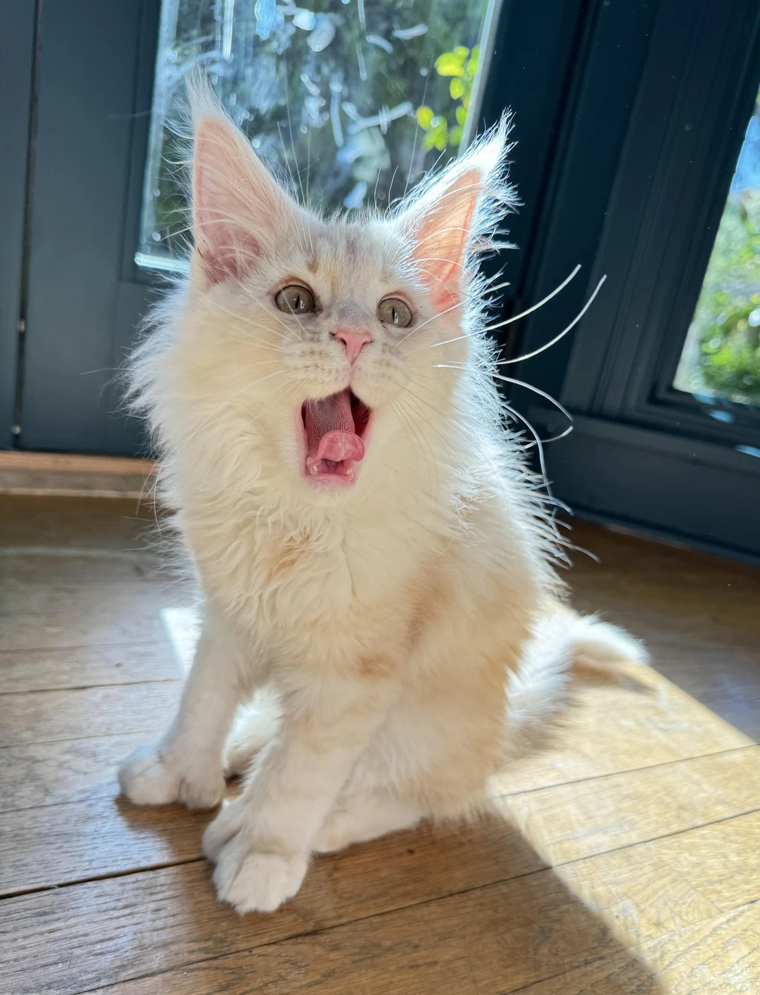 *Gusp* The dog did WHAT with the litter box?!?! | Scrolller