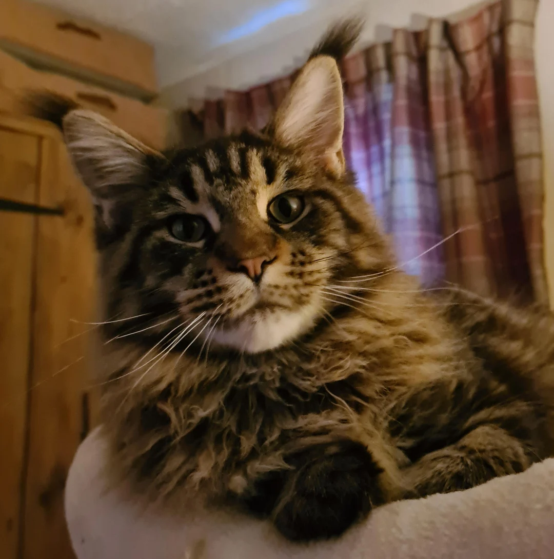 My new boy Magnus....ear tufts 💕 | Scrolller