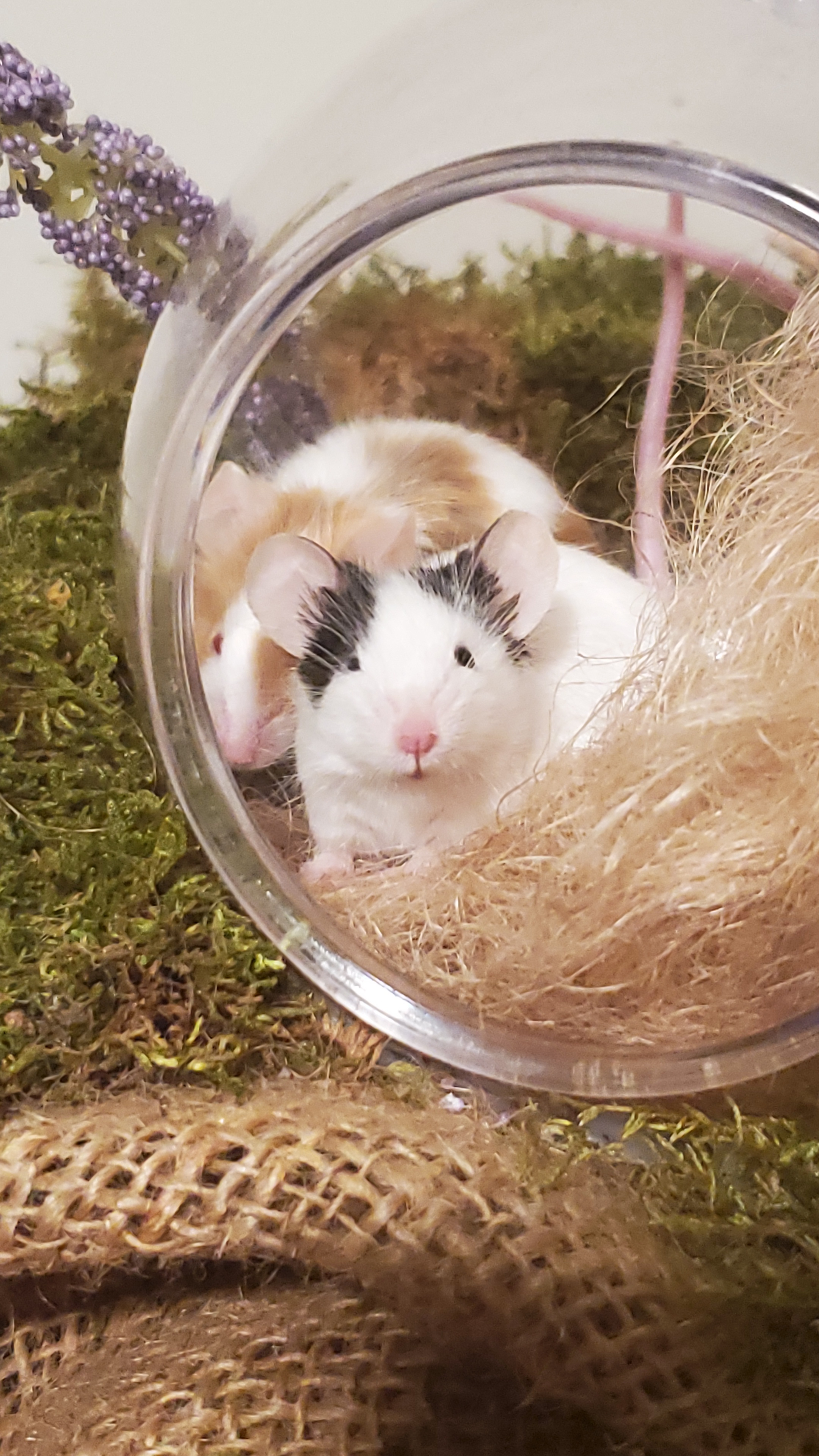 Hanging out in the cuddle dome | Scrolller