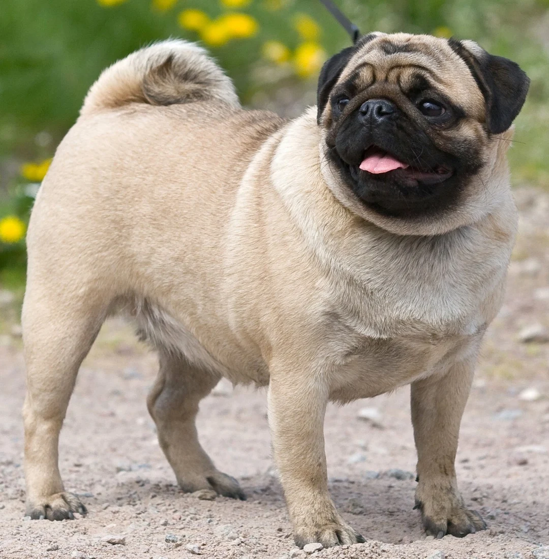 This is pug defender | Scrolller