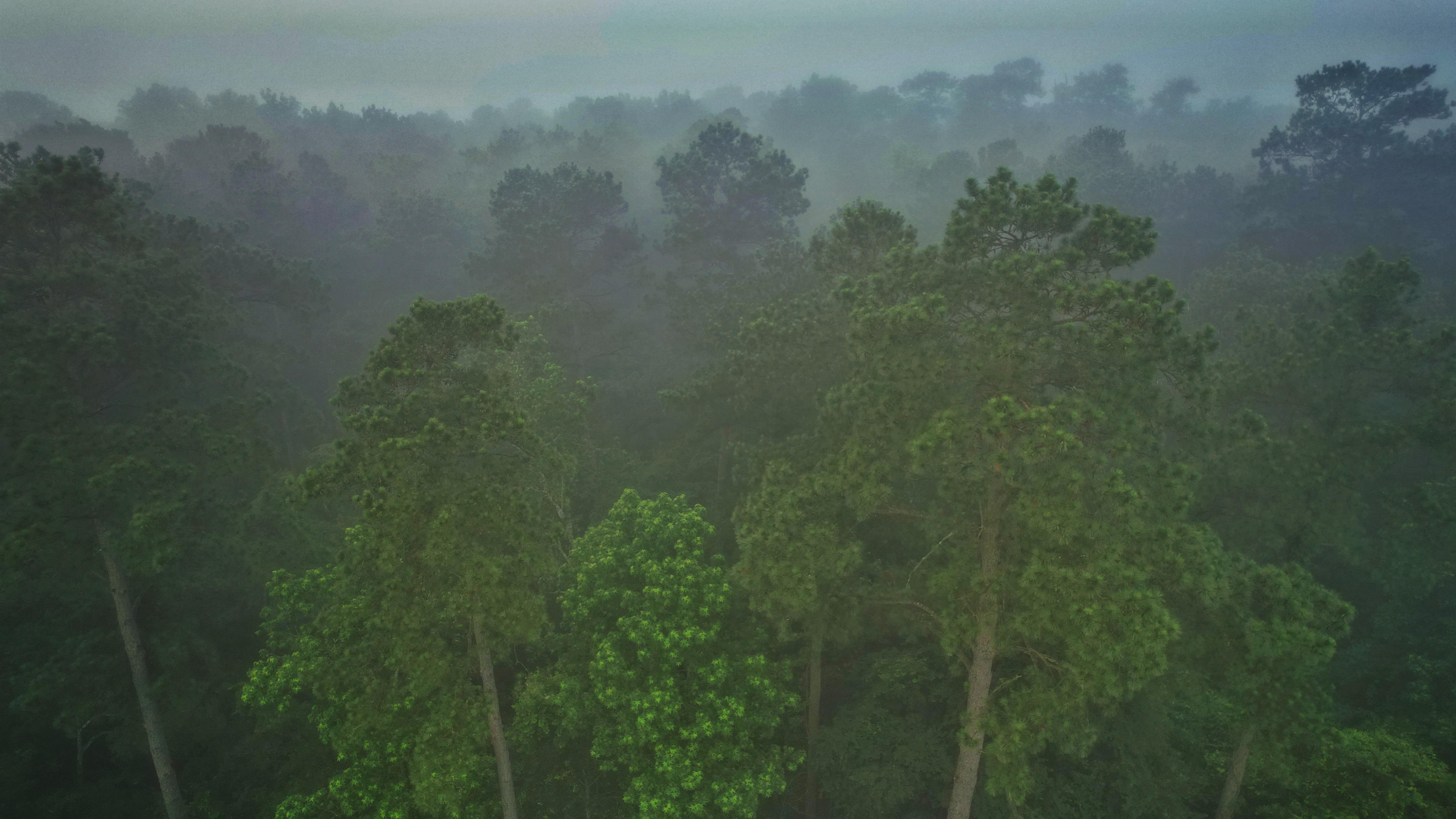 Morning Forest Fog [OC] | Scrolller