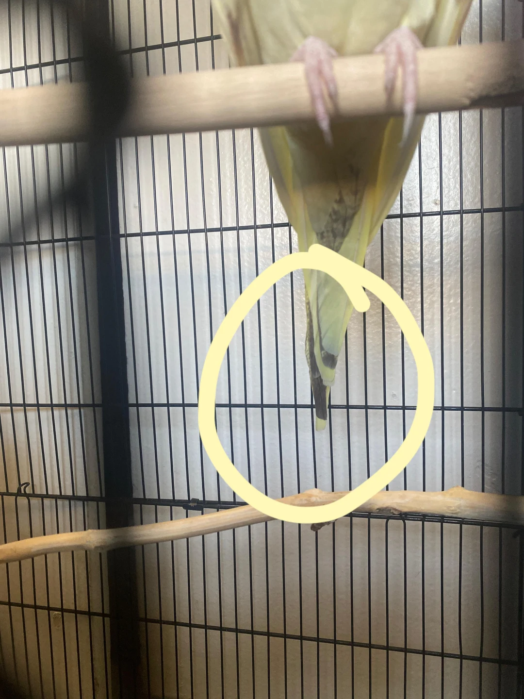 I just noticed this pattern on my girl, she turned 2 three months ago. Does anyone know what ...