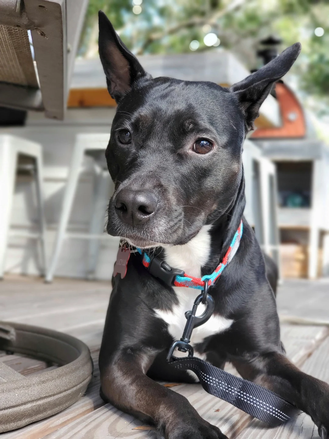 The prettiest pound puppy | Scrolller