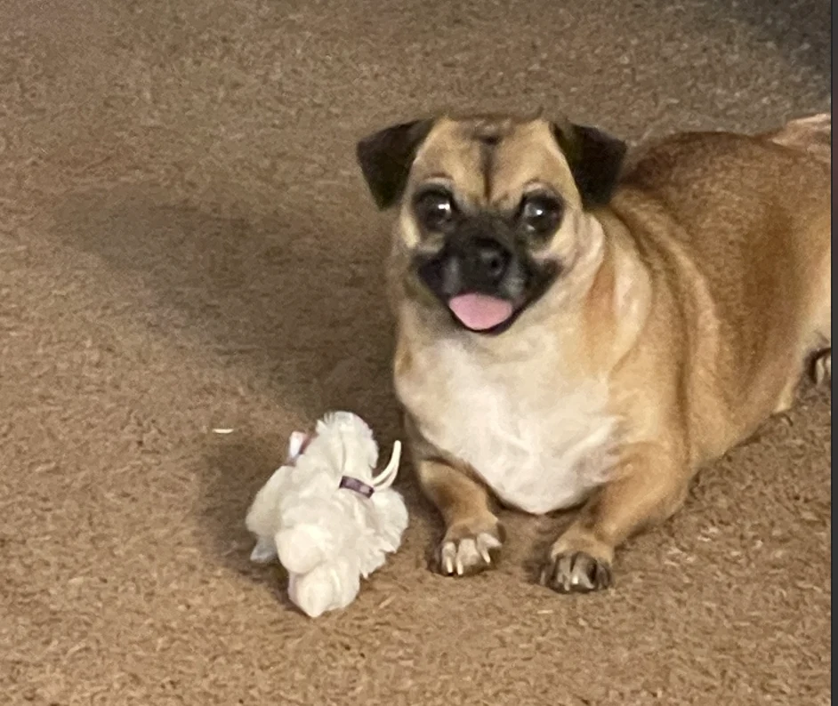 Is my boy Niko welcome here? Here he is with his new toy. (Chug and Chihuahua mix, or Chug ...