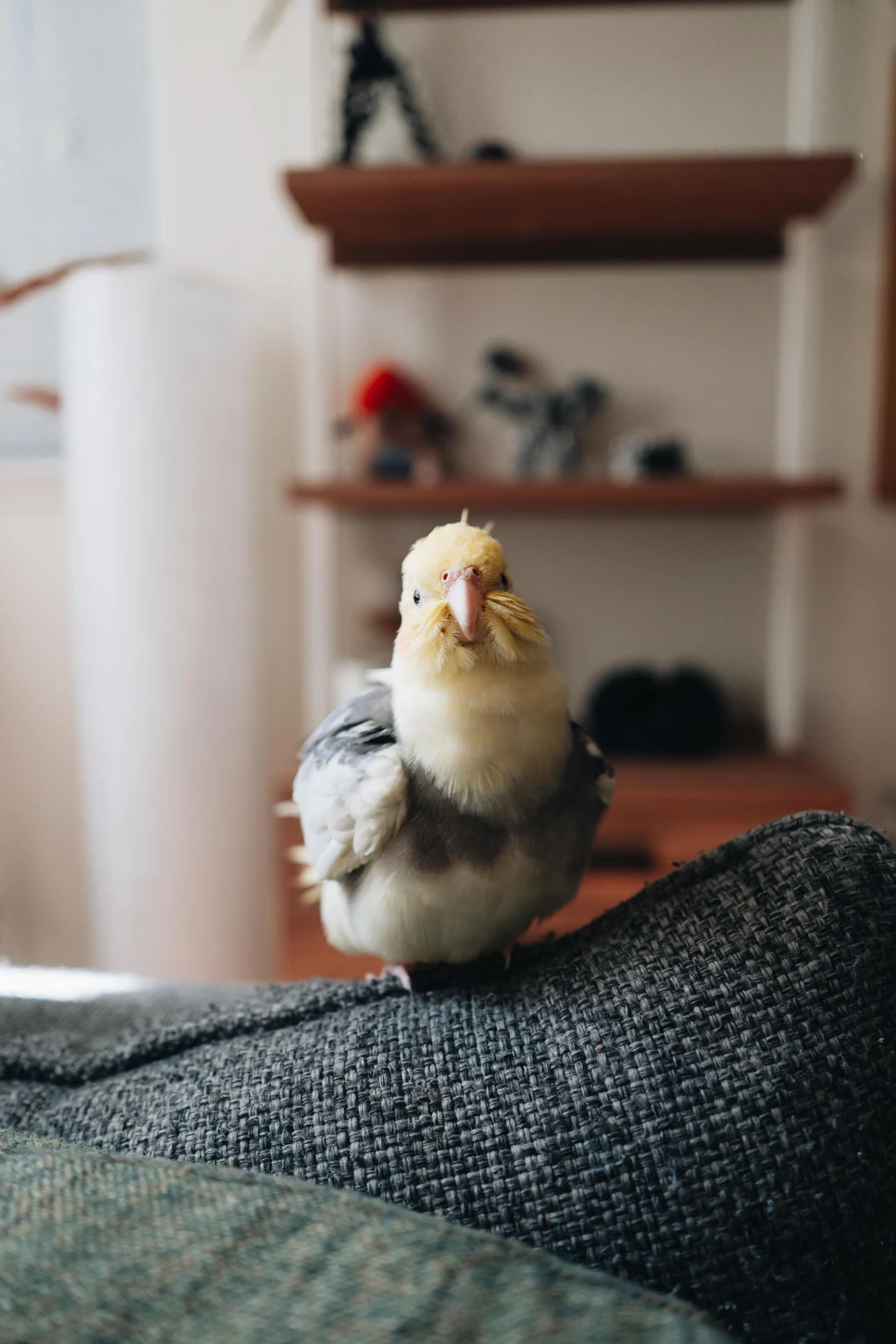 Fluffin' Chops | Scrolller