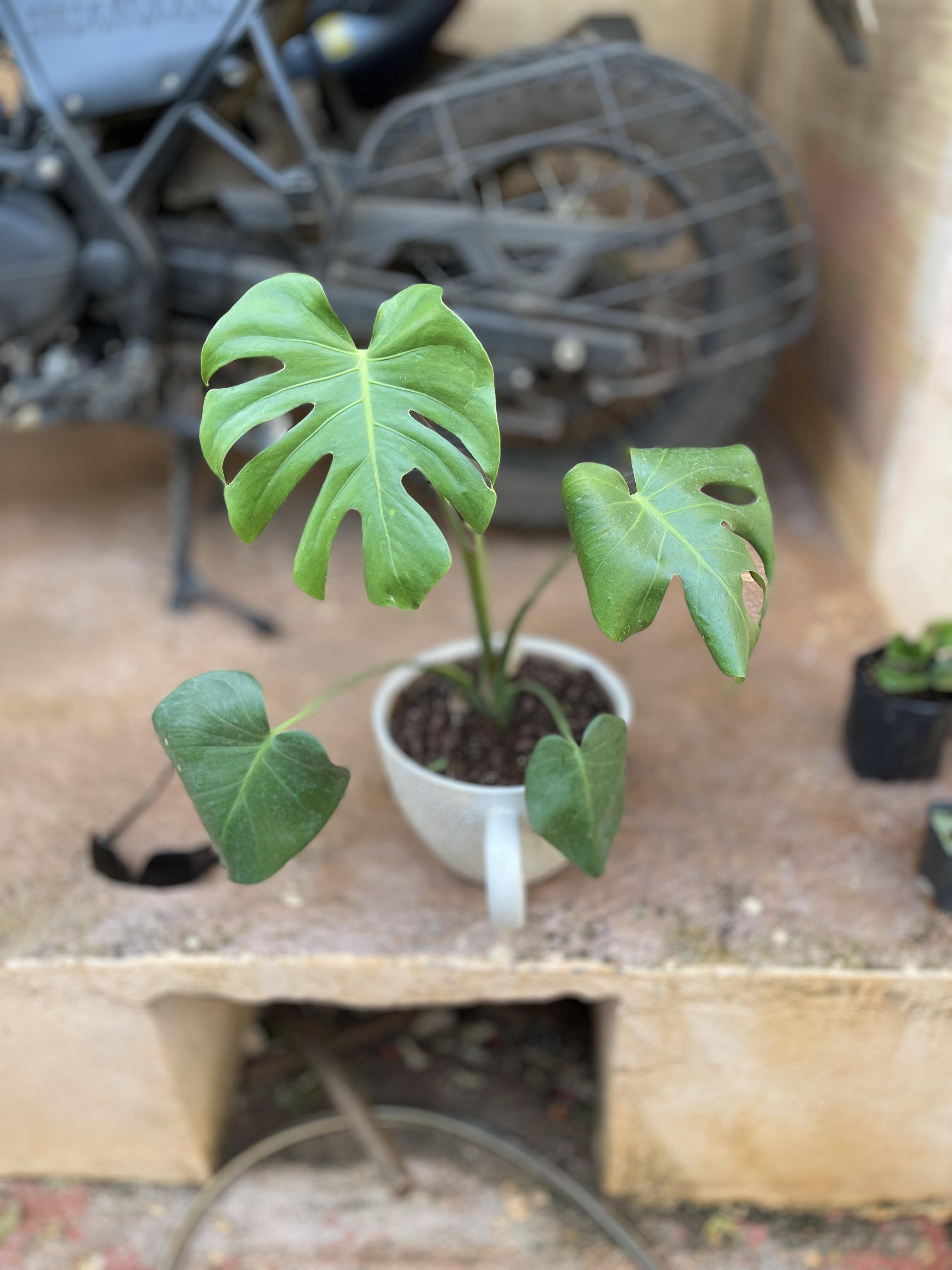 Why is my monstera looking so dull? | Scrolller