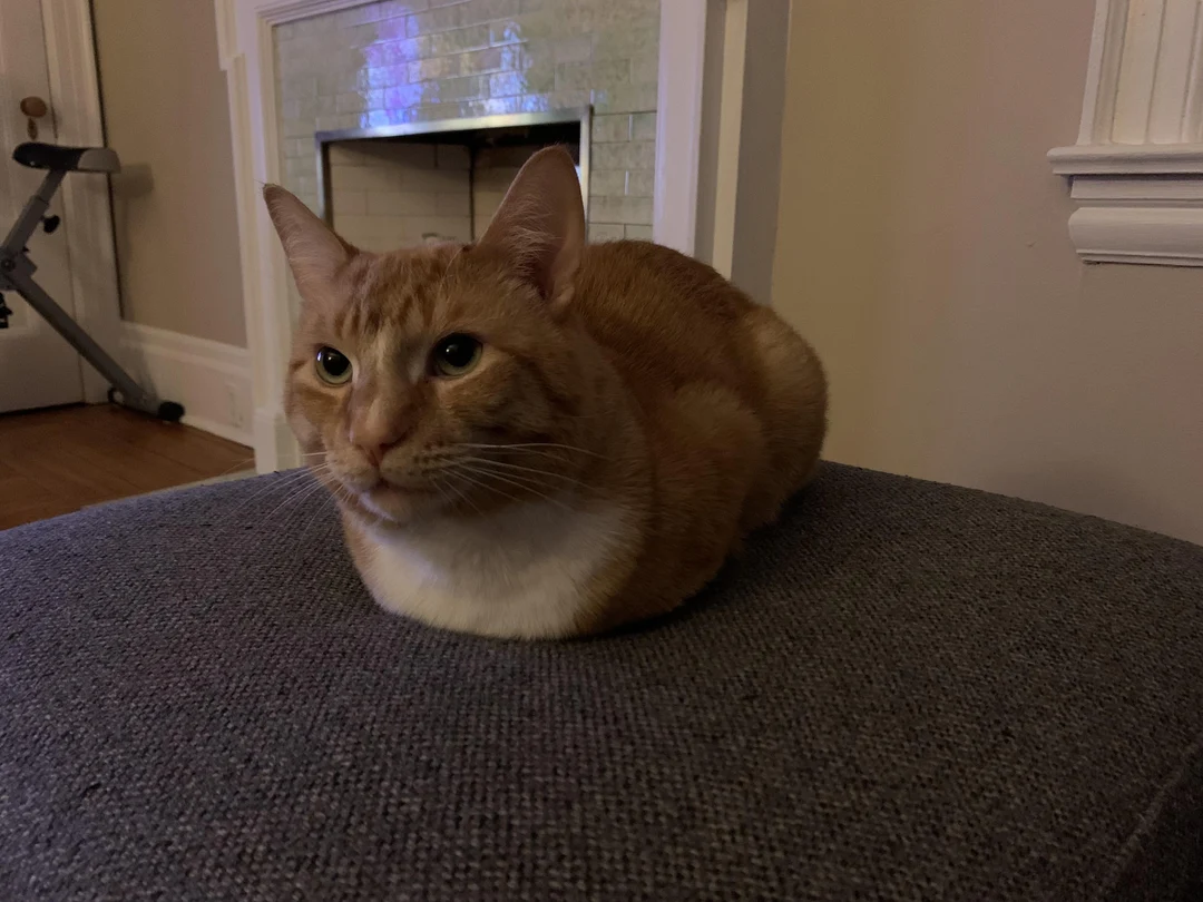 Loaf. | Scrolller