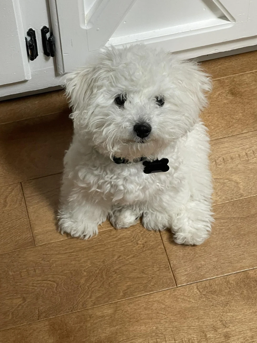 Tony’s chonky begging stance | Scrolller