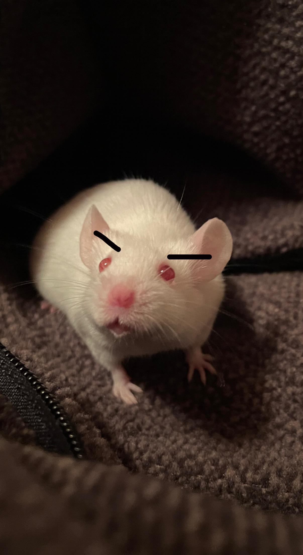 Moving with mice | Scrolller