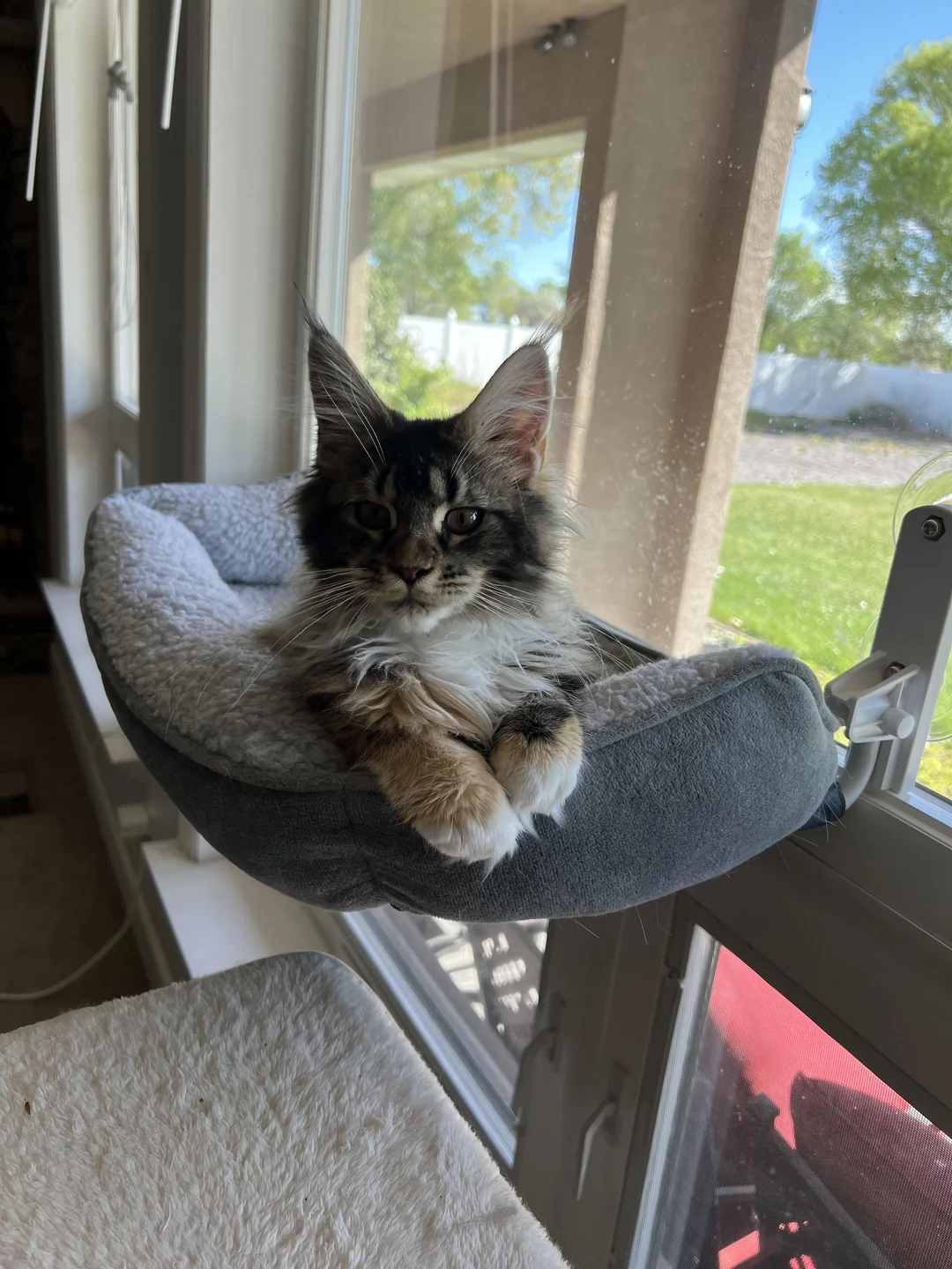 New pic of miss grumpy face. | Scrolller