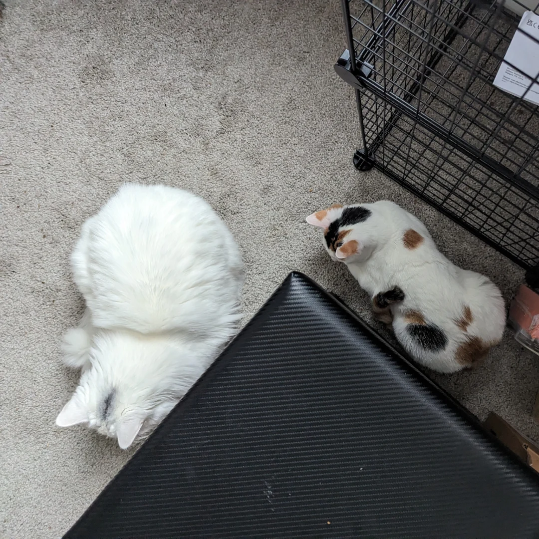 Double spotty loaf | Scrolller