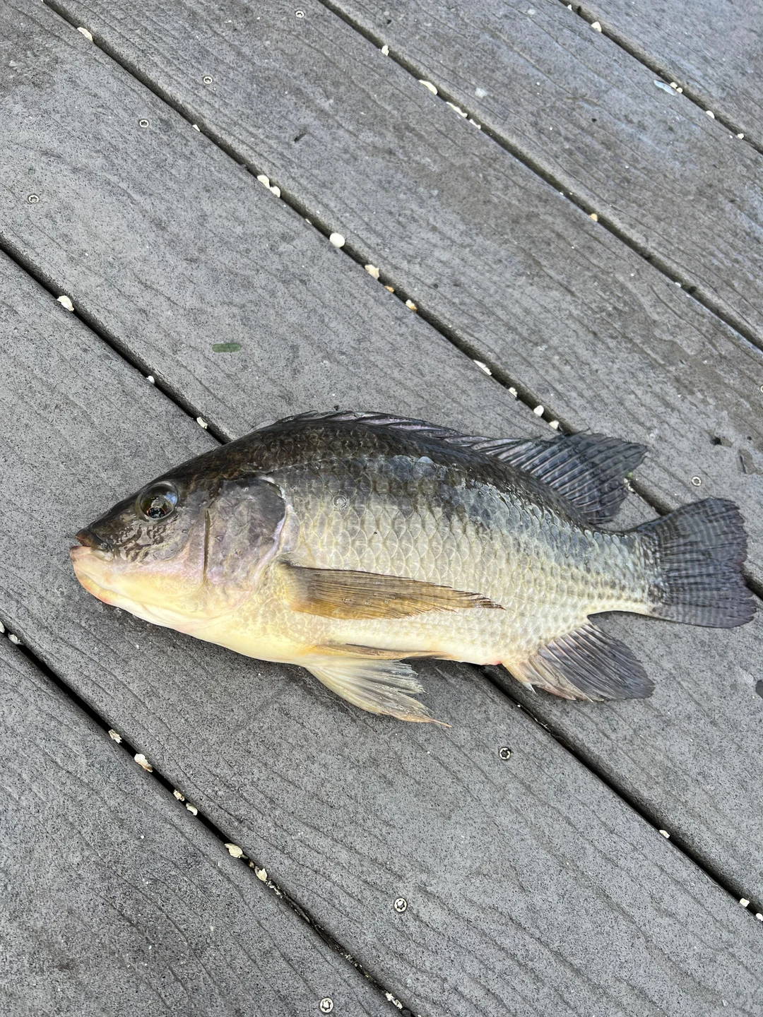 Fish Id? | Scrolller