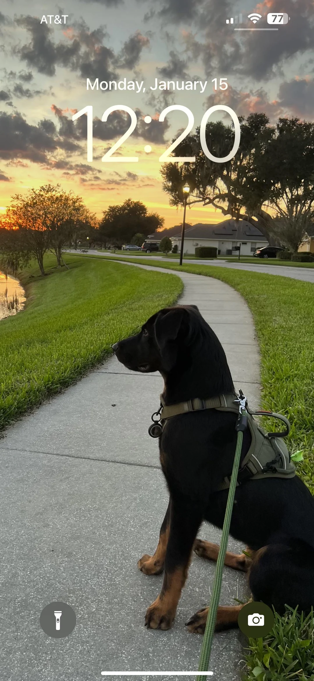 What’s your Lock Screen? 🐶 | Scrolller