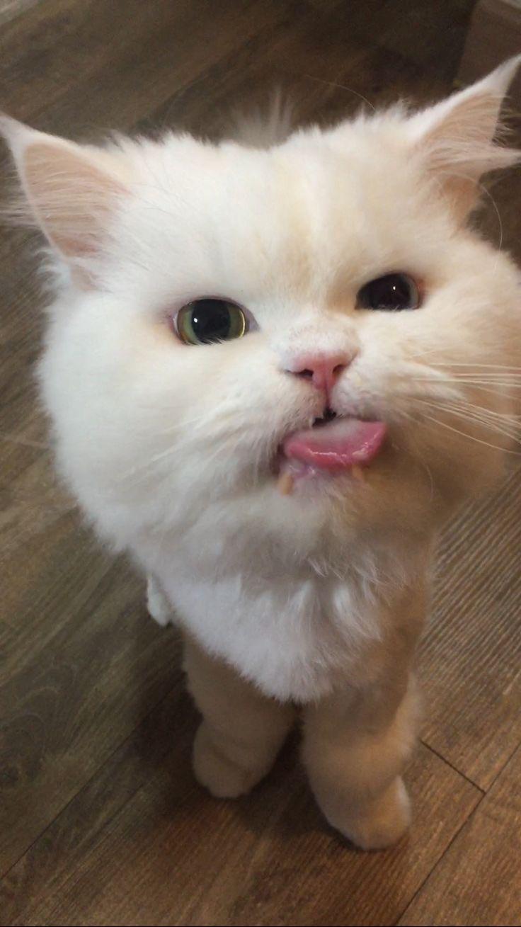 Blep | Scrolller