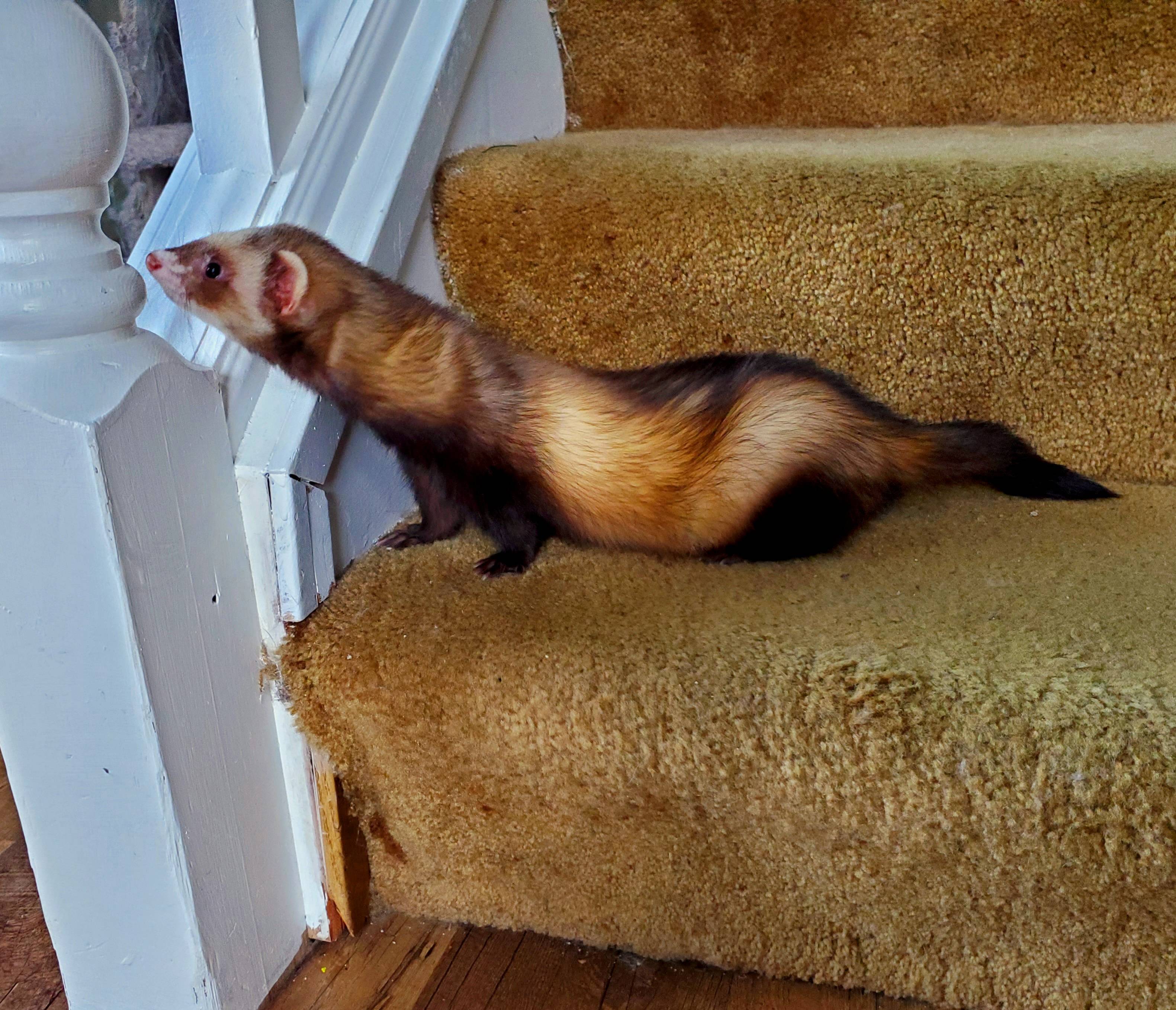 Discover more like Ferrets: Meet our sweet new bb, Stella ️ and Related Content | Scrolller
