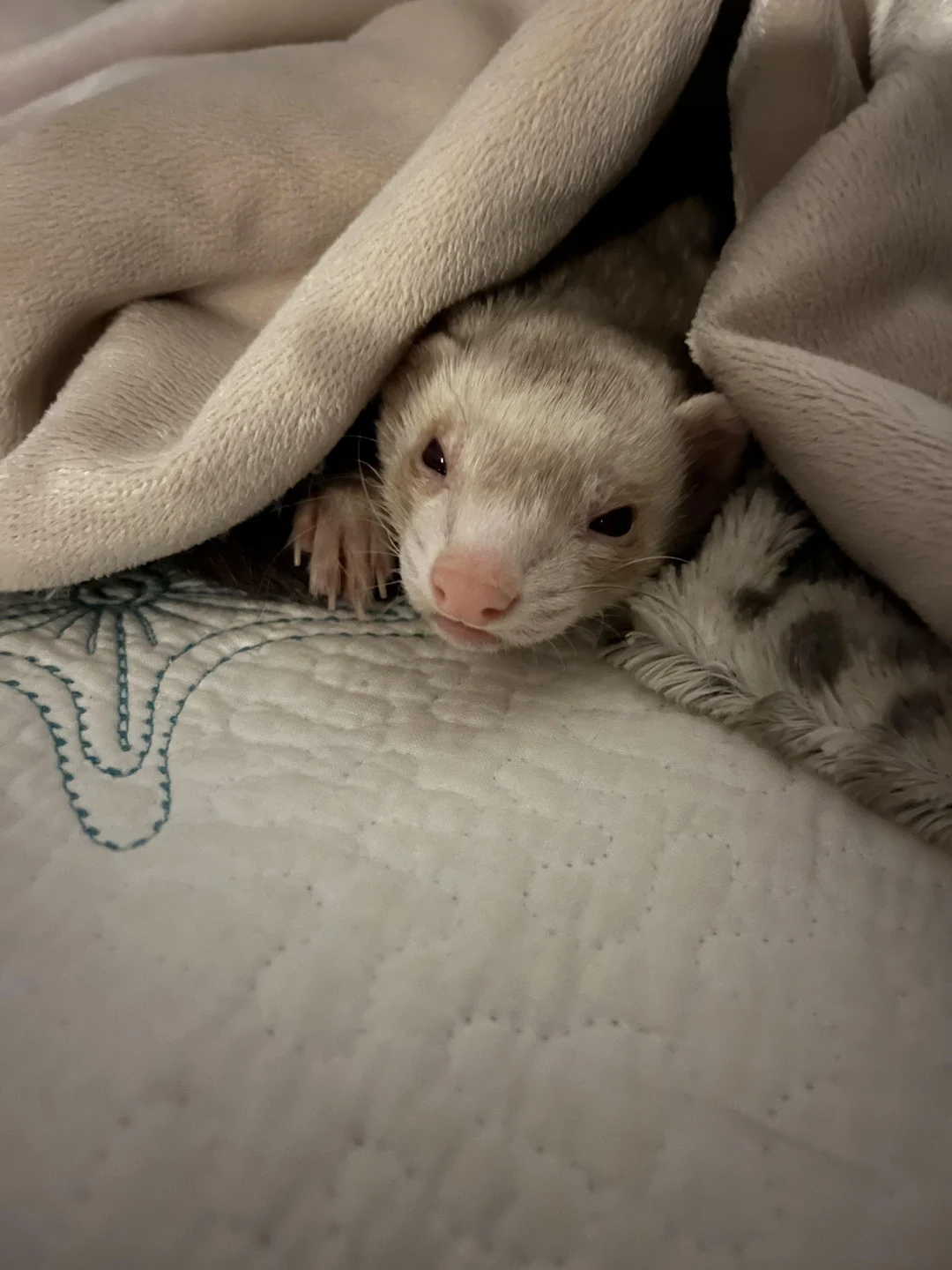 Cozy noodle | Scrolller