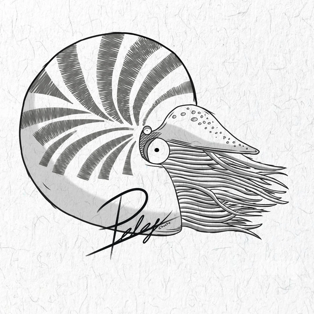 Nautilus, Me, Digital illustration with texture, 2023 | Scrolller
