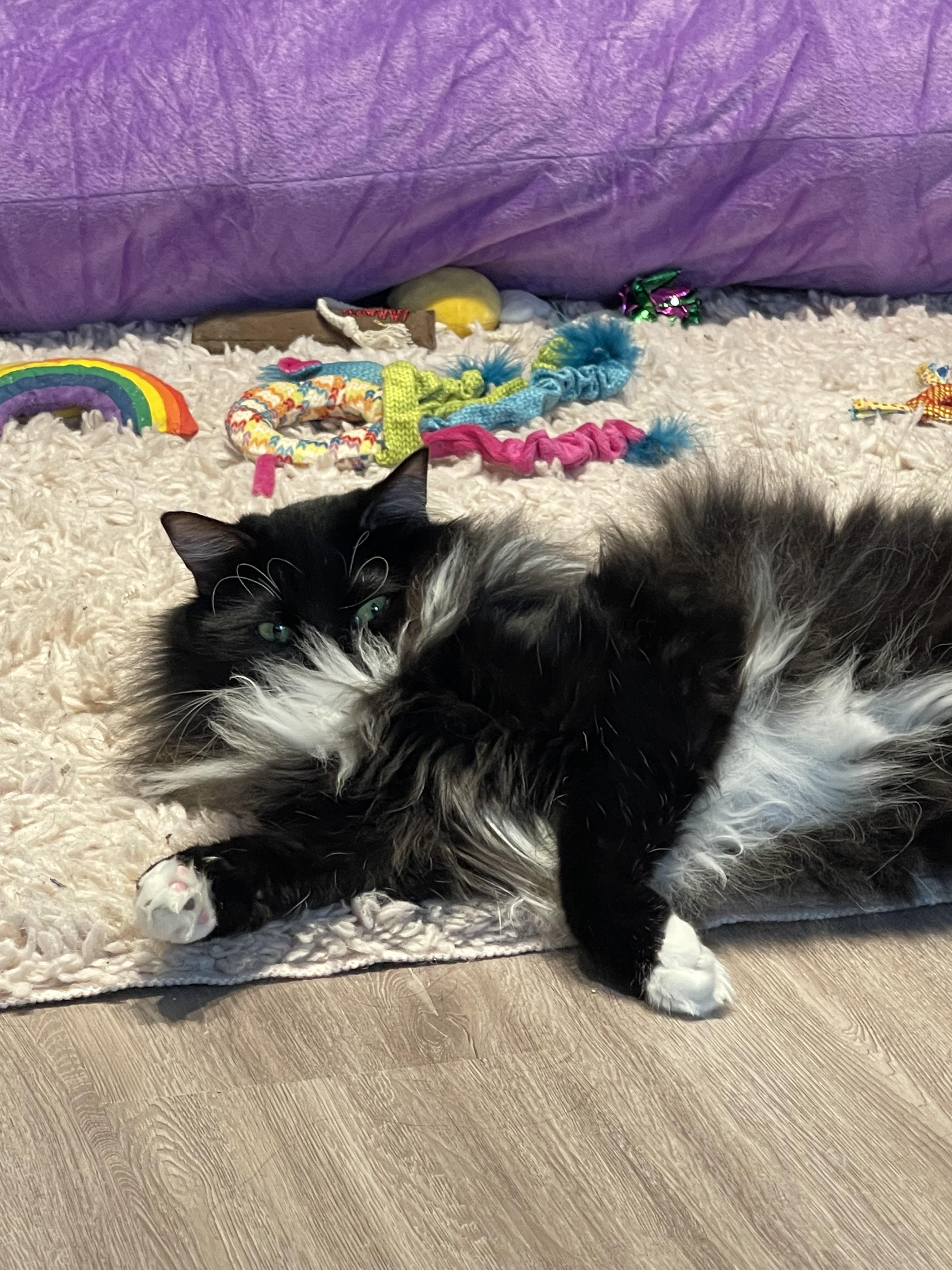 Hidden behind the floof | Scrolller