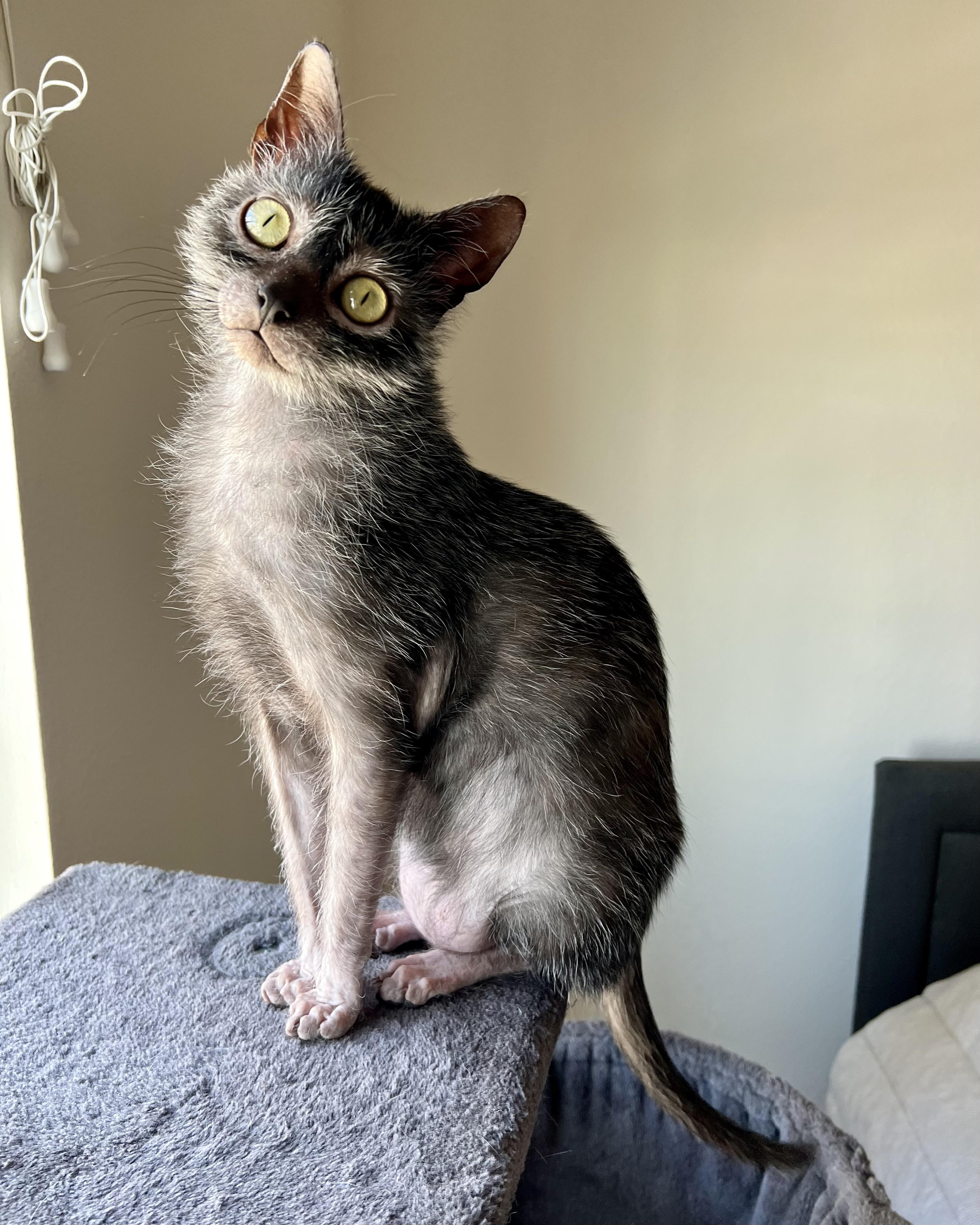 Hooked on a feline. ️ | Scrolller