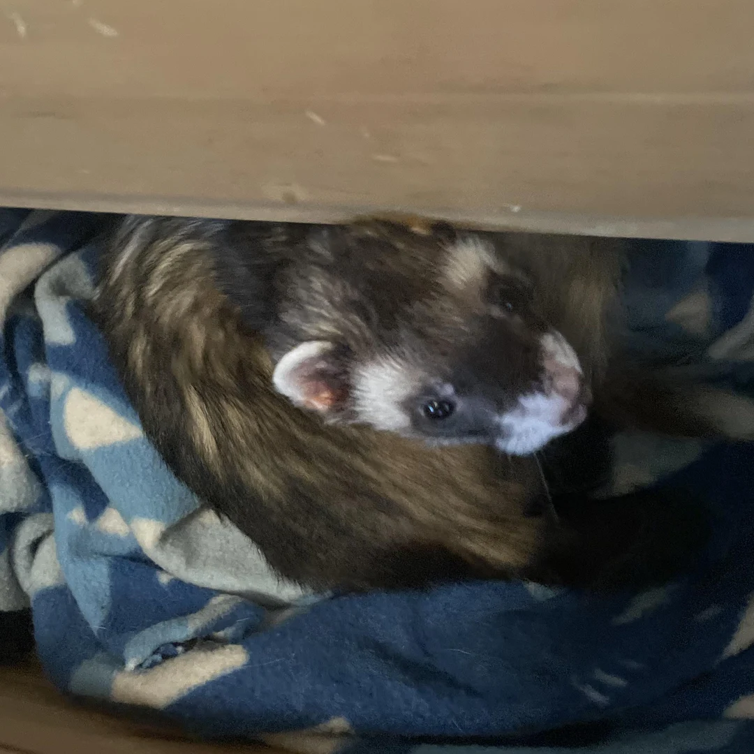 Any tips | Scrolller