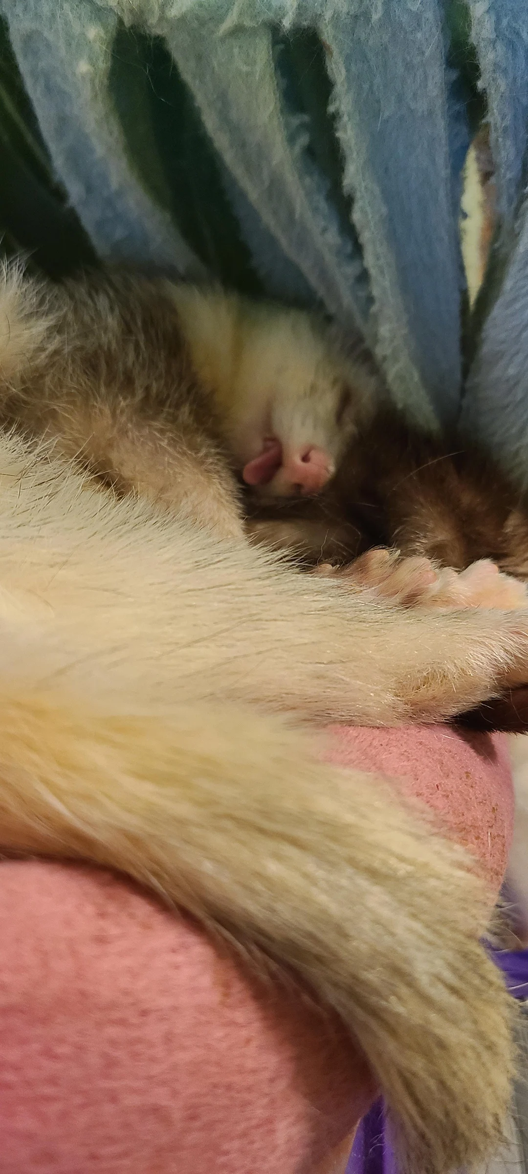 Dobby's mega blep | Scrolller