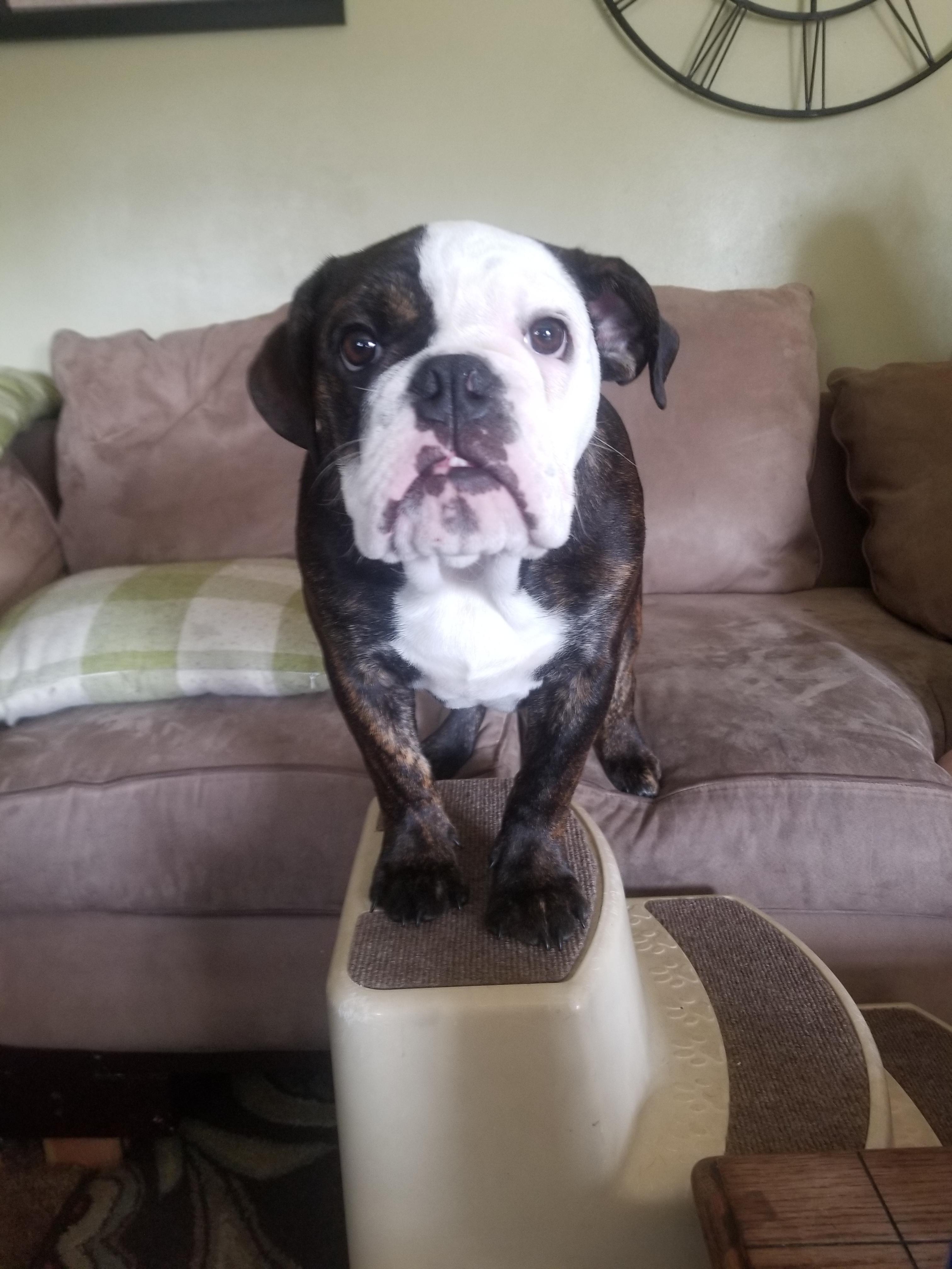 Meet Goliath | Scrolller