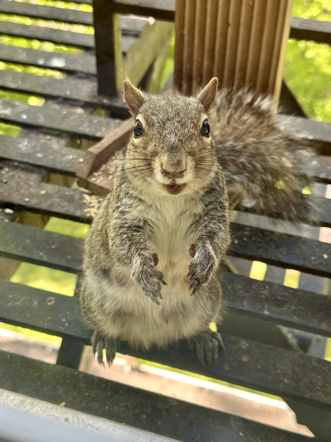 This is the other mama that comes around besides Hazel. I just call her Big Mama ️ | Scrolller