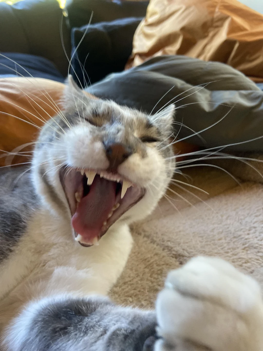 Felix screaming | Scrolller