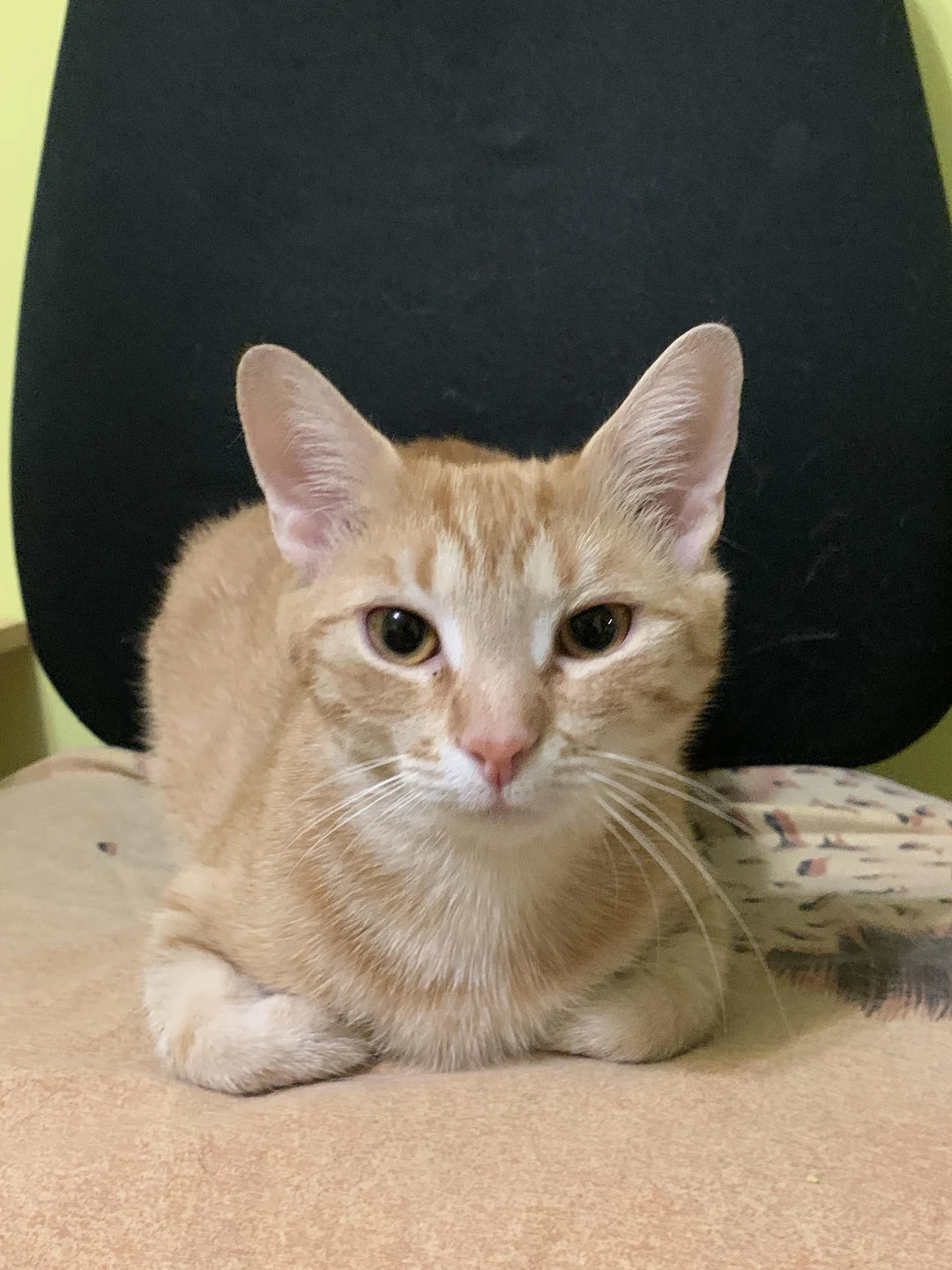 The rare female ginger loaf | Scrolller