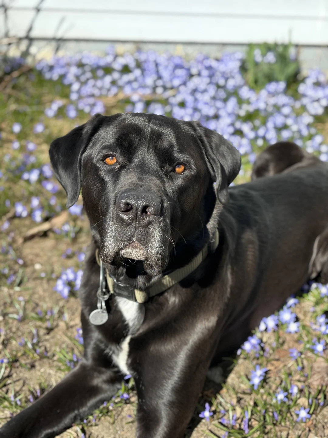 Spring is blooming | Scrolller