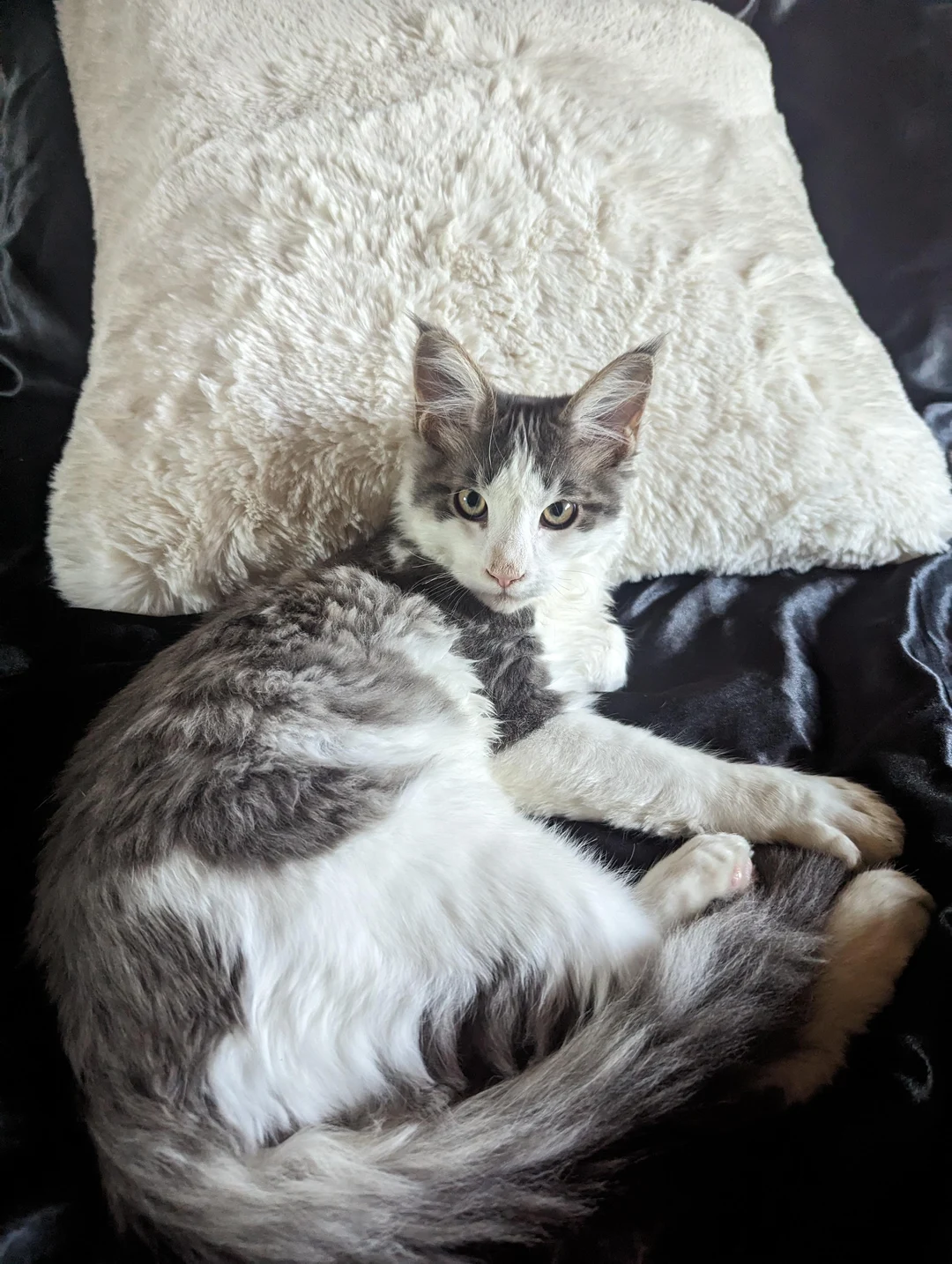 First day with Mr. Ghost | Scrolller