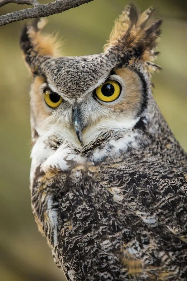 Great Horned Owl | Scrolller